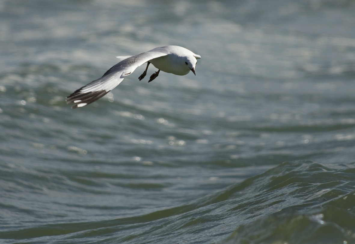 Artist by Nature: Art and Photography by Mandy Hague, Whakatane. : One ...