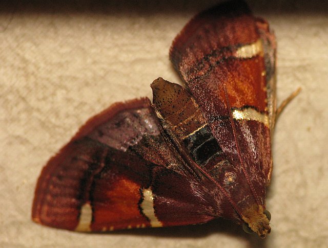 Σ こんちゅーぶ！: コガタスズメバチの巣から羽化したギンモンシマメイガ（蛾）