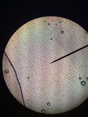 SJI International - Science Department News: Measuring the size of cells