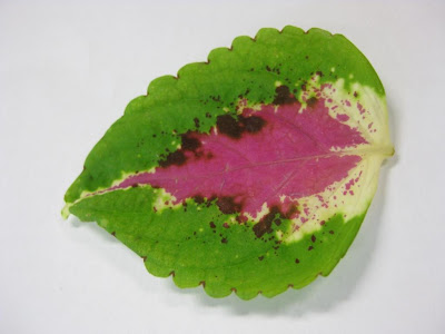 SJI International - Science Department News: Chlorophyll and Starch in ...