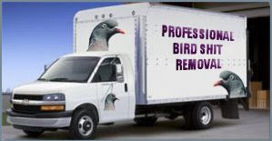 The Presurfer: Professional Bird Shit Removal