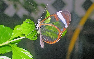 The Presurfer: The Incredible Glasswing Butterfly