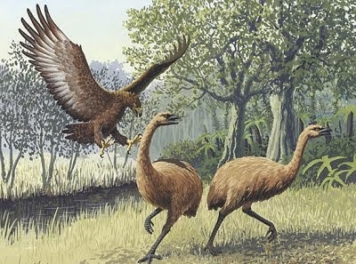 The Presurfer: Maori Legend Of Man-Eating Bird Is True