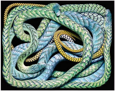 The Presurfer: Photographs Of Snakes Like You've Never Seen Before