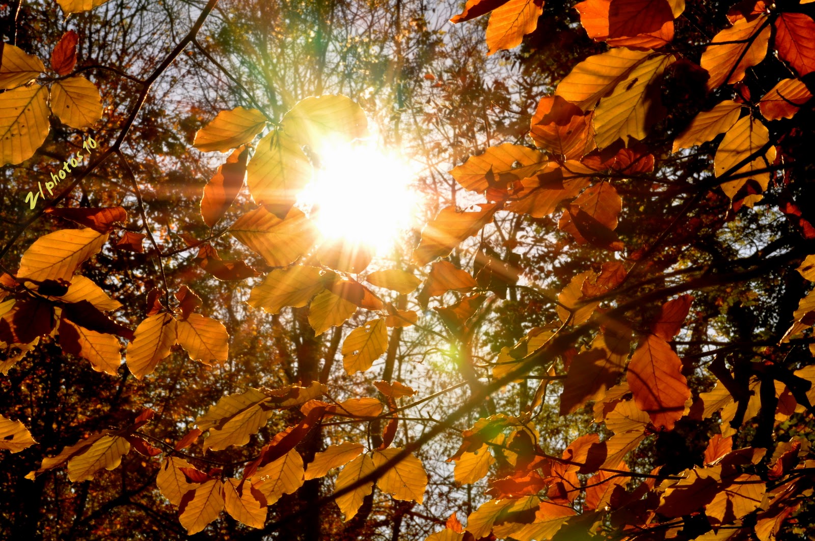 reni.d.photography: fall ~~ automn