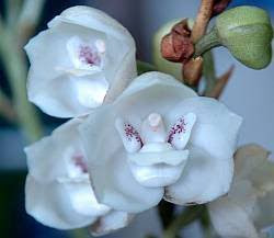 Flor Nacional de panama