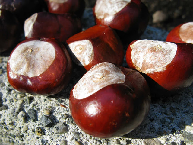 Pelalusa: Cars, Chestnuts, & Spiders