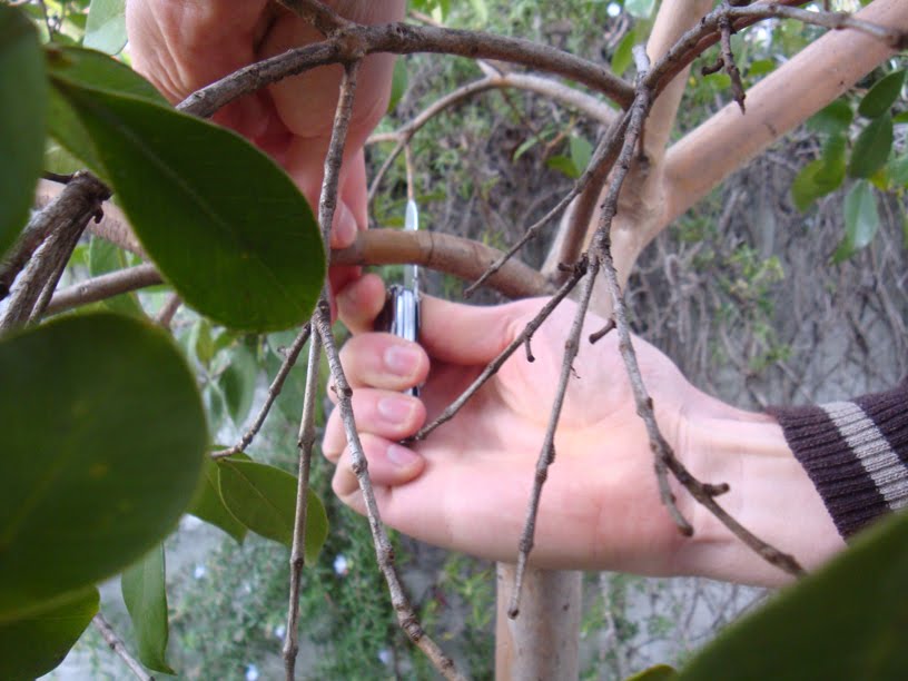 Girl on Bike: Air layering local fruit trees