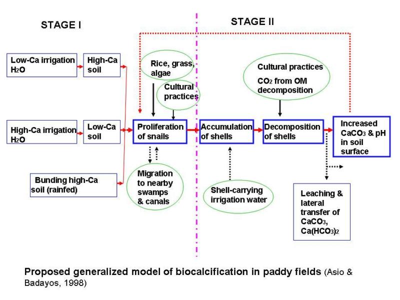 Soil and Environment: Biocalcification: the biological accumulation of ...