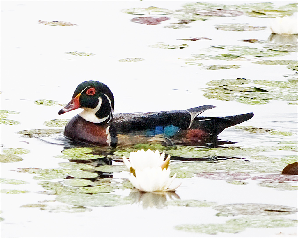 Wild in Pictures: Wood Duck, Snapping Turtle egg laying, and more