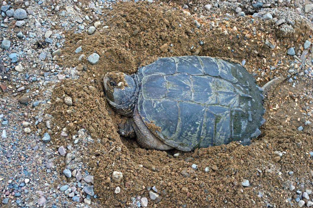 Wild in Pictures: Wood Duck, Snapping Turtle egg laying, and more