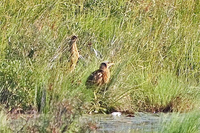 Wild in Pictures: Northern Harrier(s), American Bittern Chick(s ...