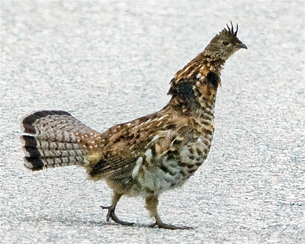 Wild in Pictures: Why does a Ruffed Grouse cross the road?