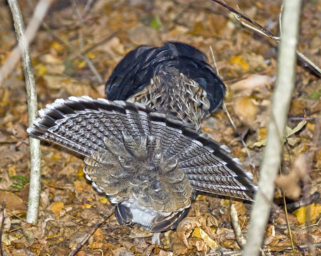 Wild in Pictures: Ruffed Grouse Male in full courting display (and ...