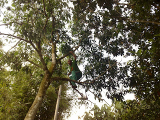 Ito Lara: Tangkai Jering