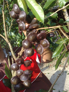 Ito Lara: Tangkai Jering