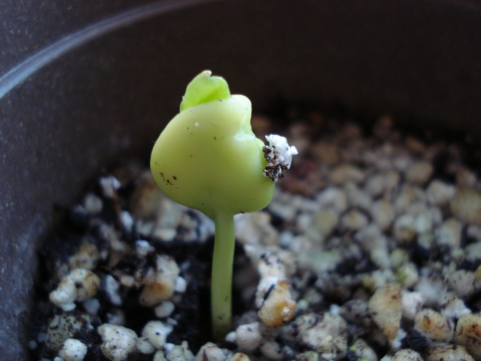 Inner City Greens: Monkey Pod Brazilian Rain Tree (Samanea saman)