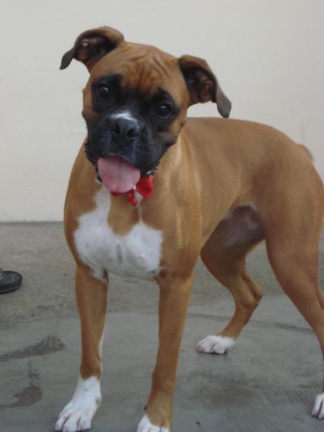 Cachorro de boxer - Imagui