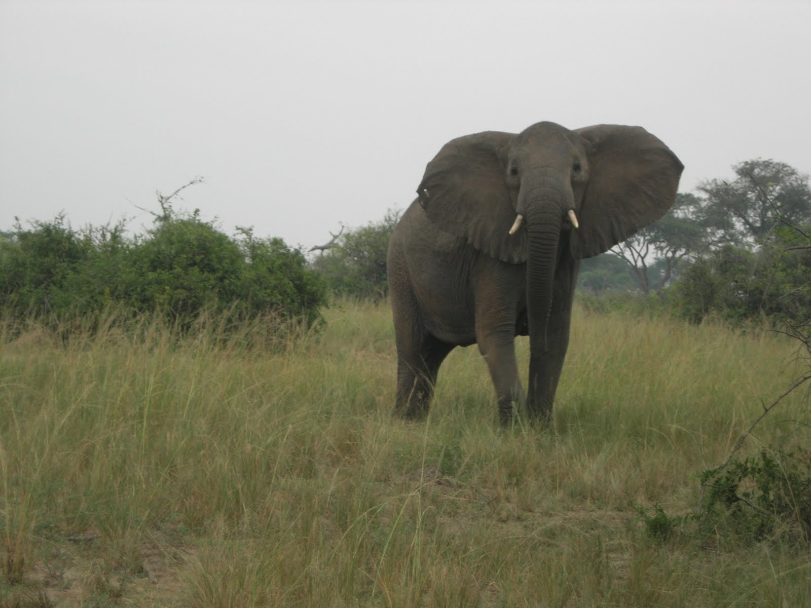 Wildlife Clubs of Uganda