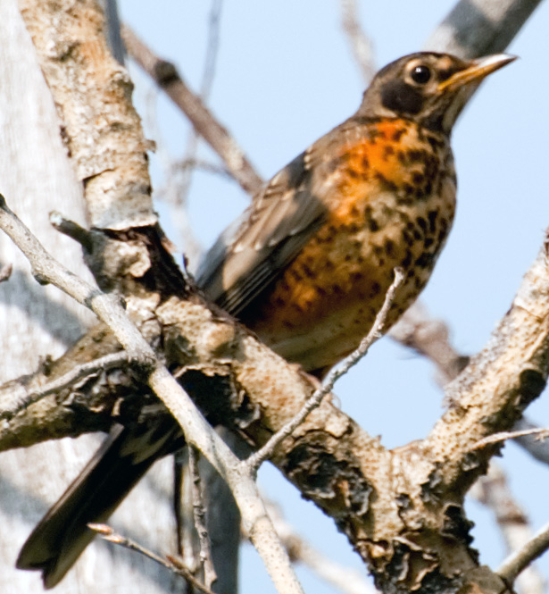 Me, Boomer and The Vermilon River: American Robins of the Vermilon River