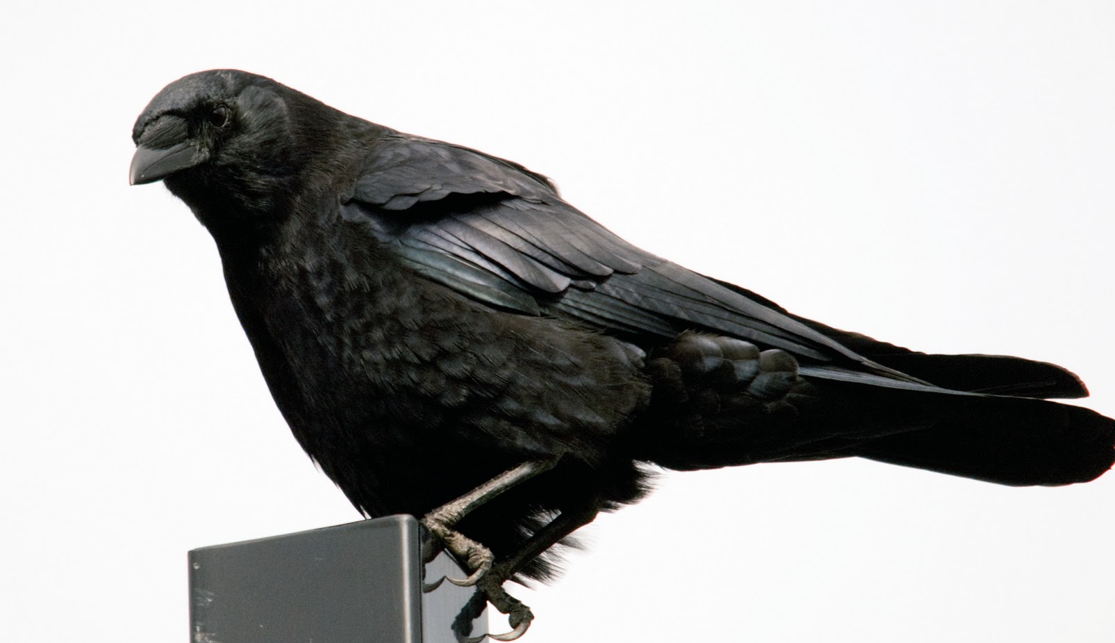 Me, Boomer and The Vermilon River: Crows of The Vermilon River