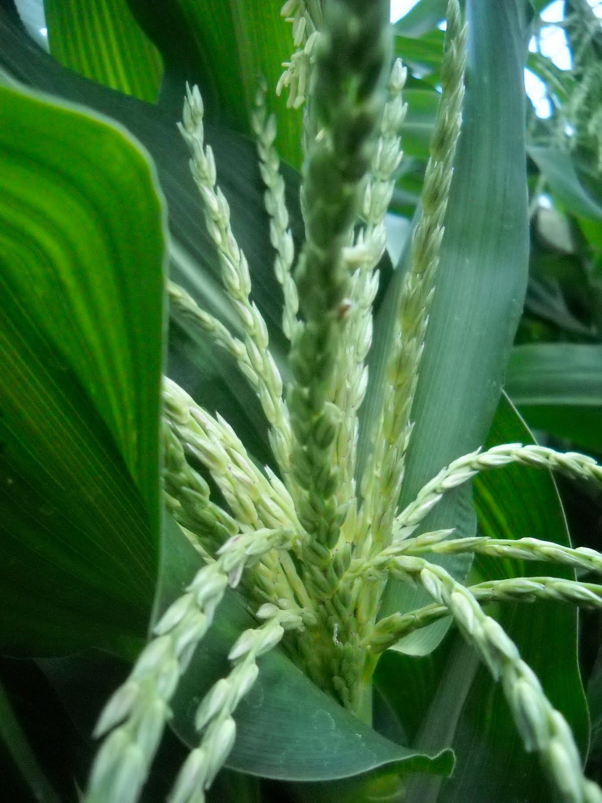 Black Diamond Canyon Kitchen: Navajo Copper Popcorn