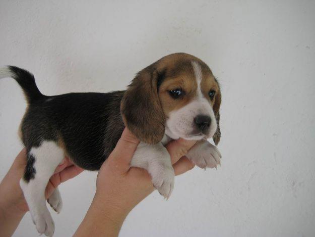 Imagenes de beagles bebés - Imagui