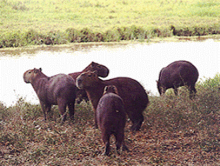 Notas Agropecuarias Venezuela: Cría y producción del Chiguire en Venezuela