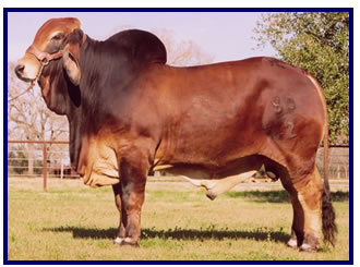 Notas Agropecuarias Venezuela: El toro Brahman rojo VL Rojo Elegante 80/2