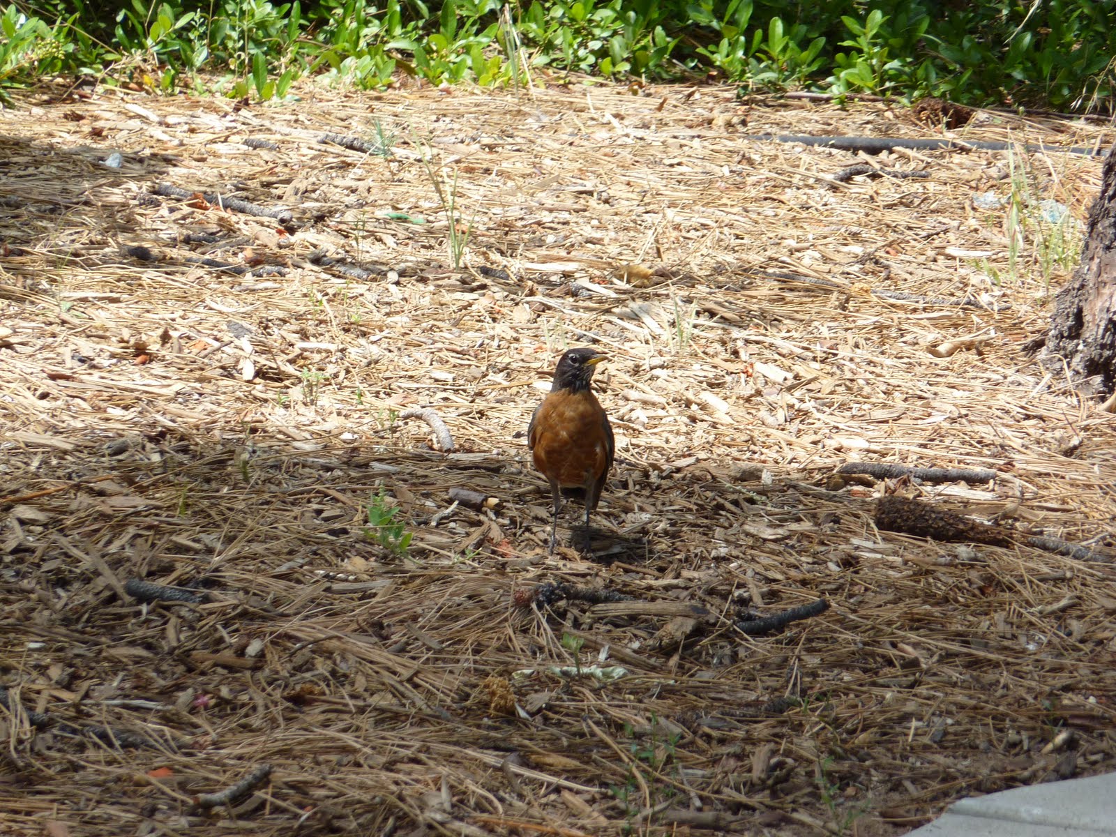 JCJD: Big Bear Birds taken by Jed 073010