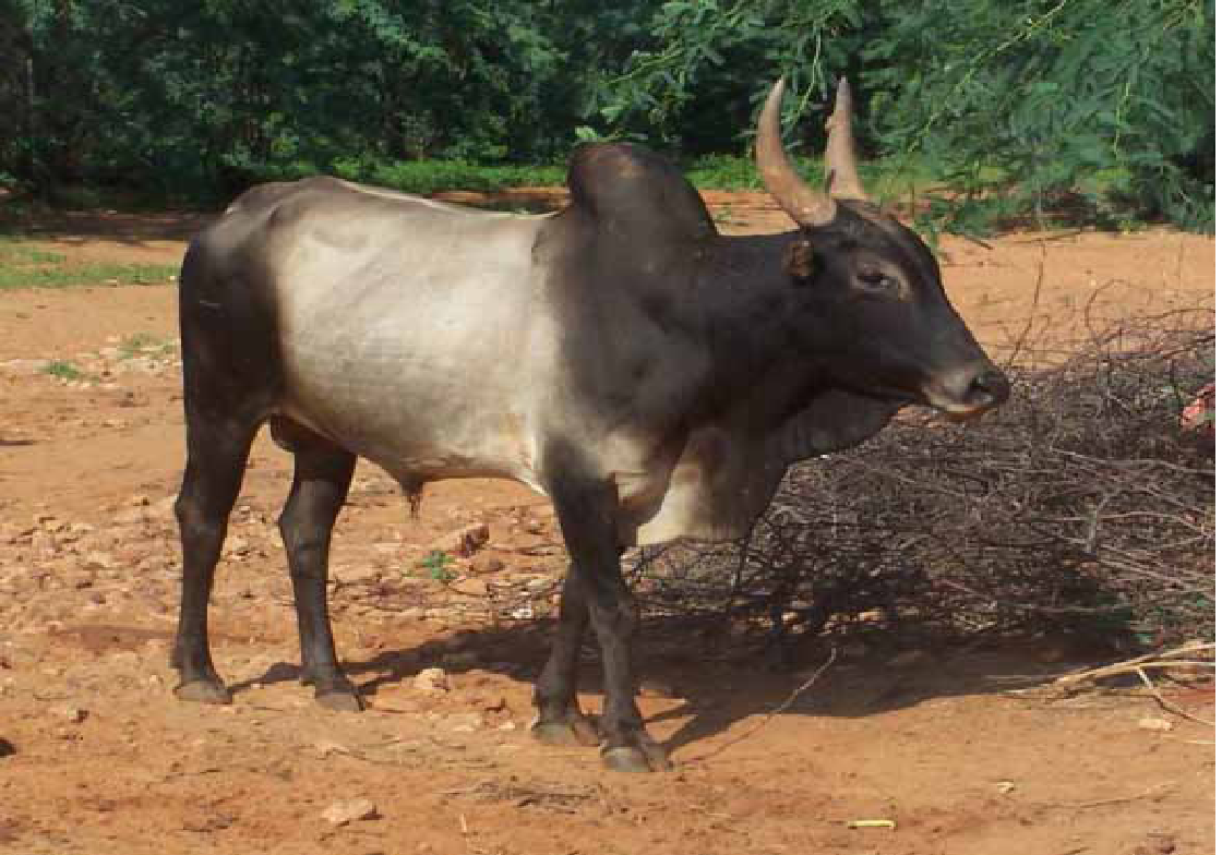 devarbook- Library: மாடு