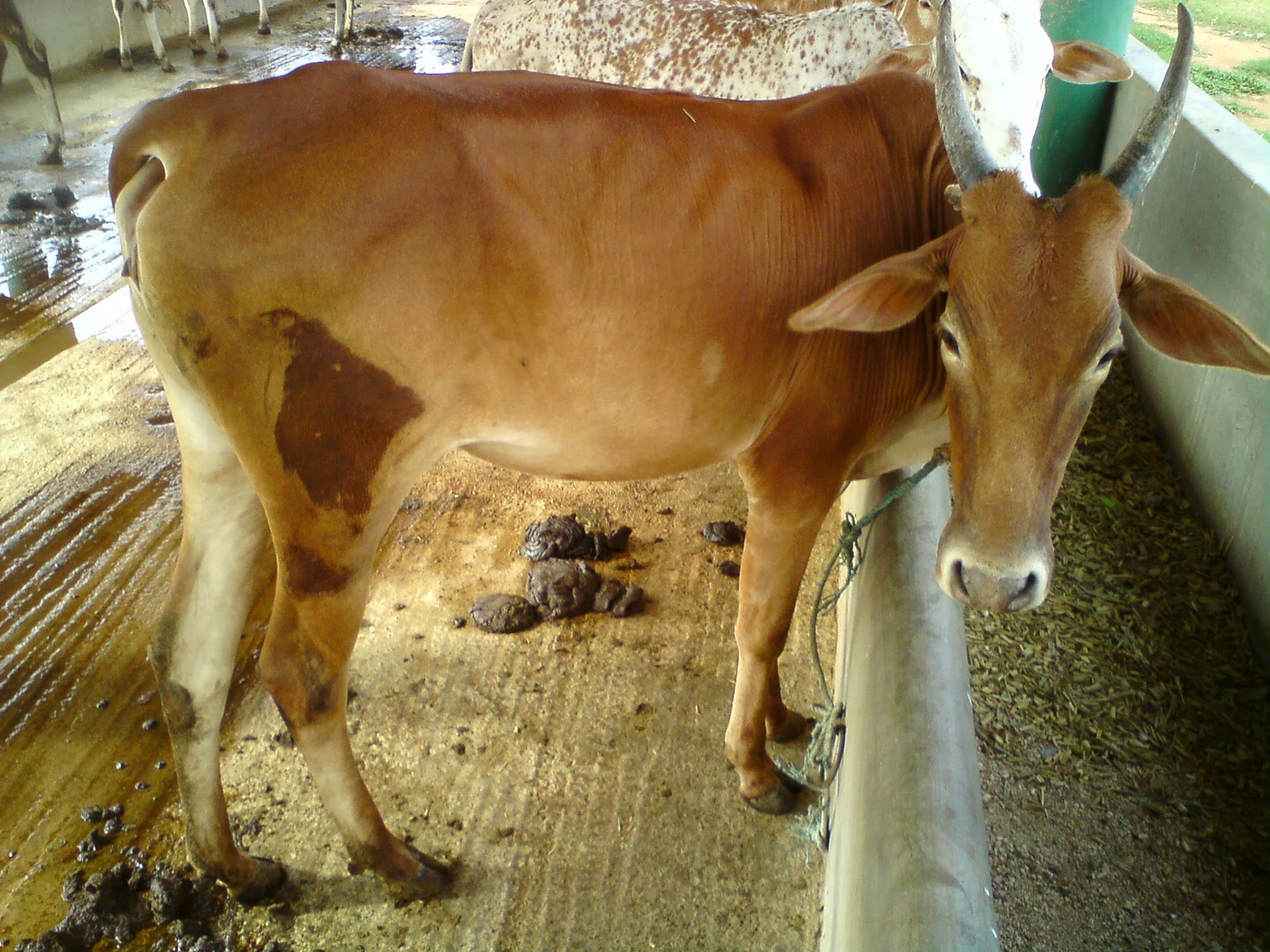  Tamilnadu Regional Cattle Tamilnadu Cattle Breeds