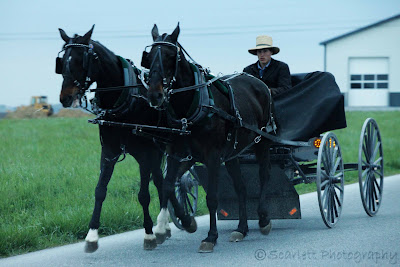 The Life and Times of Miss Beevers: Amish Land