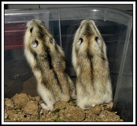 DiaRio De Tu HámsTeR