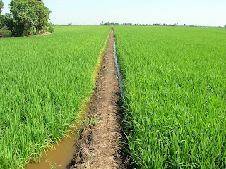 PADI SBS: Kawalan rumpai di batas sawah
