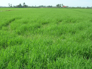 PADI SBS: Serangan Perosak Tanaman Padi