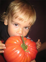 World Biggest Tomato Ever Seen