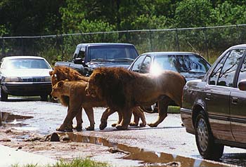 The Weekly Hoopla: Lion Lovin'