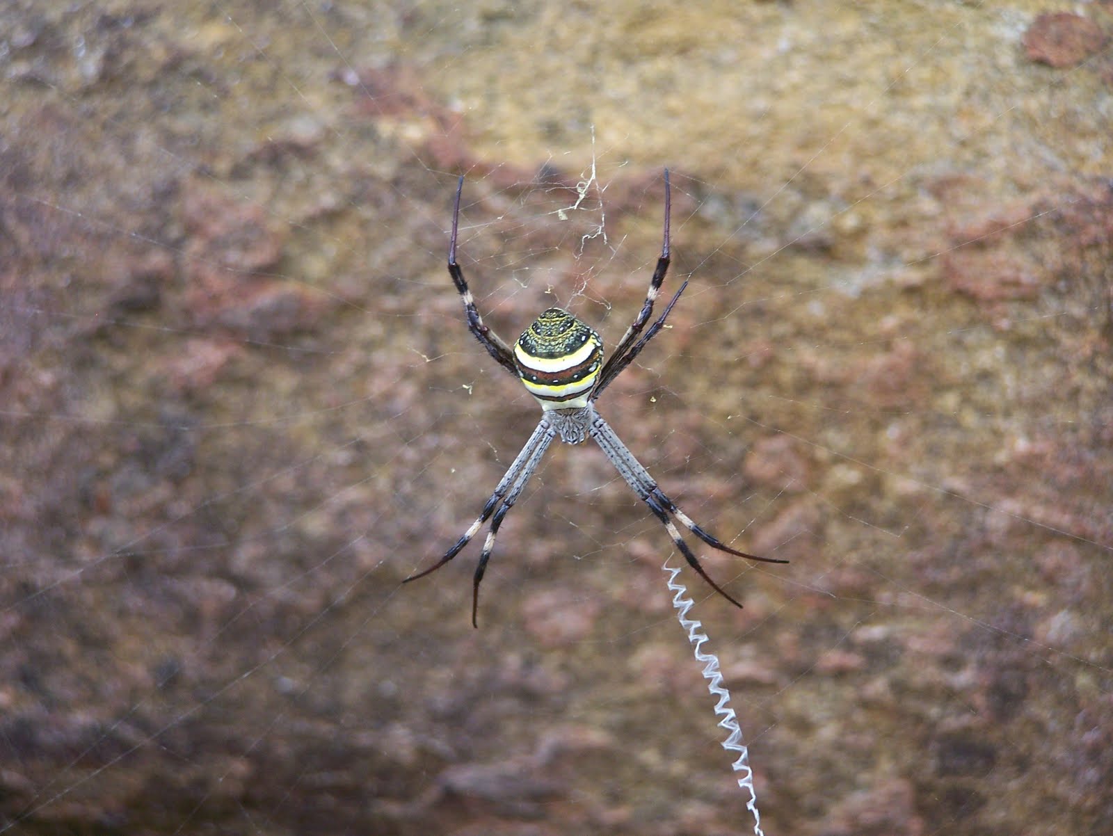 Little Australia: St. Andrew's Cross Spider