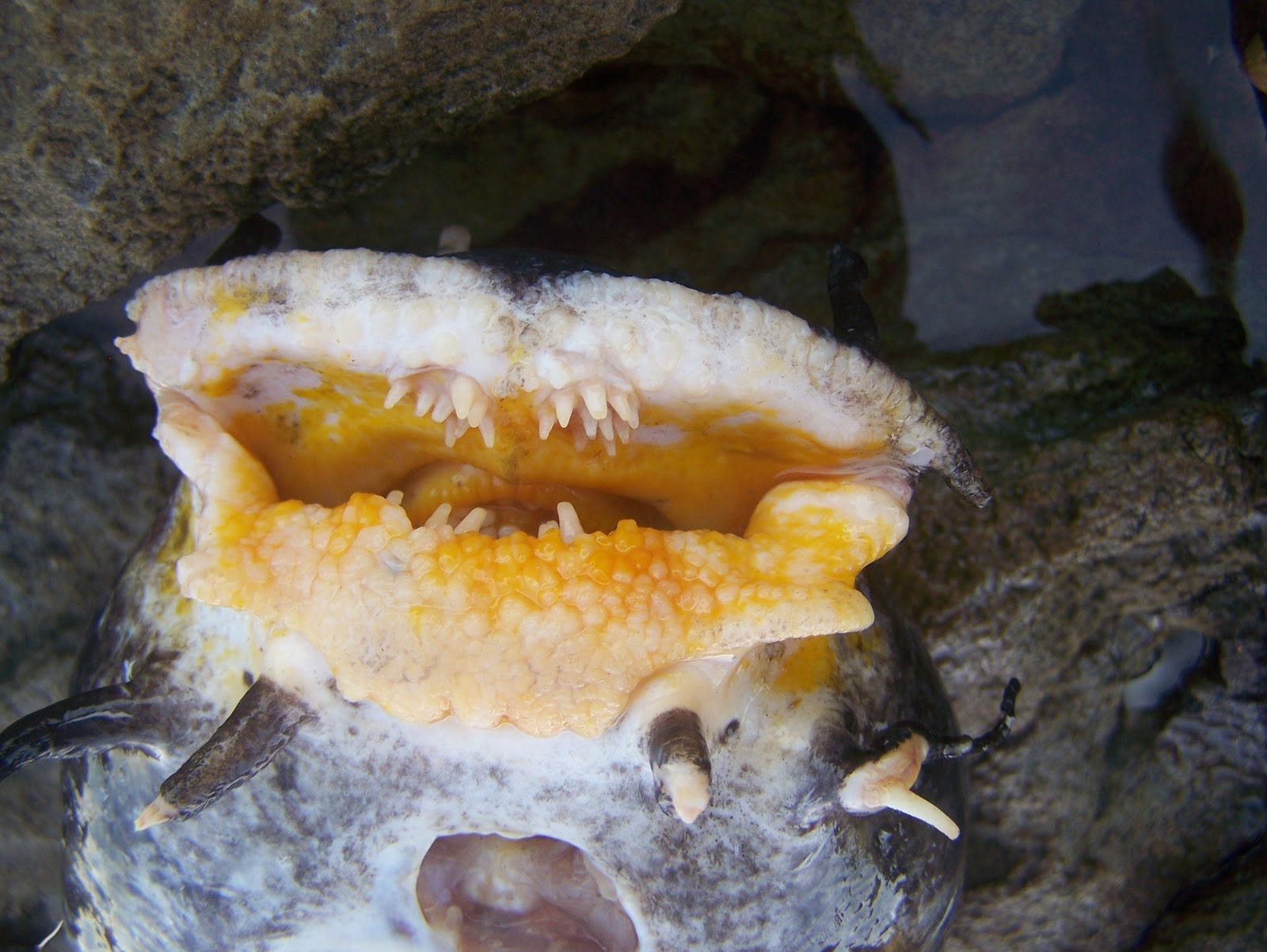 Little Australia: The Venomous Saltwater Catfish