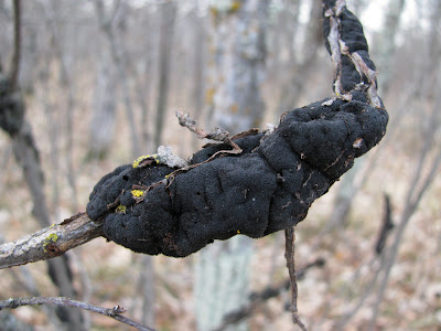 Far Side of Fifty Photos: Macro Monday: Poop on a Branch