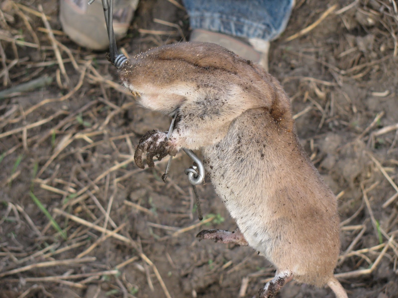 Far Side of Fifty: Gopher Trapping