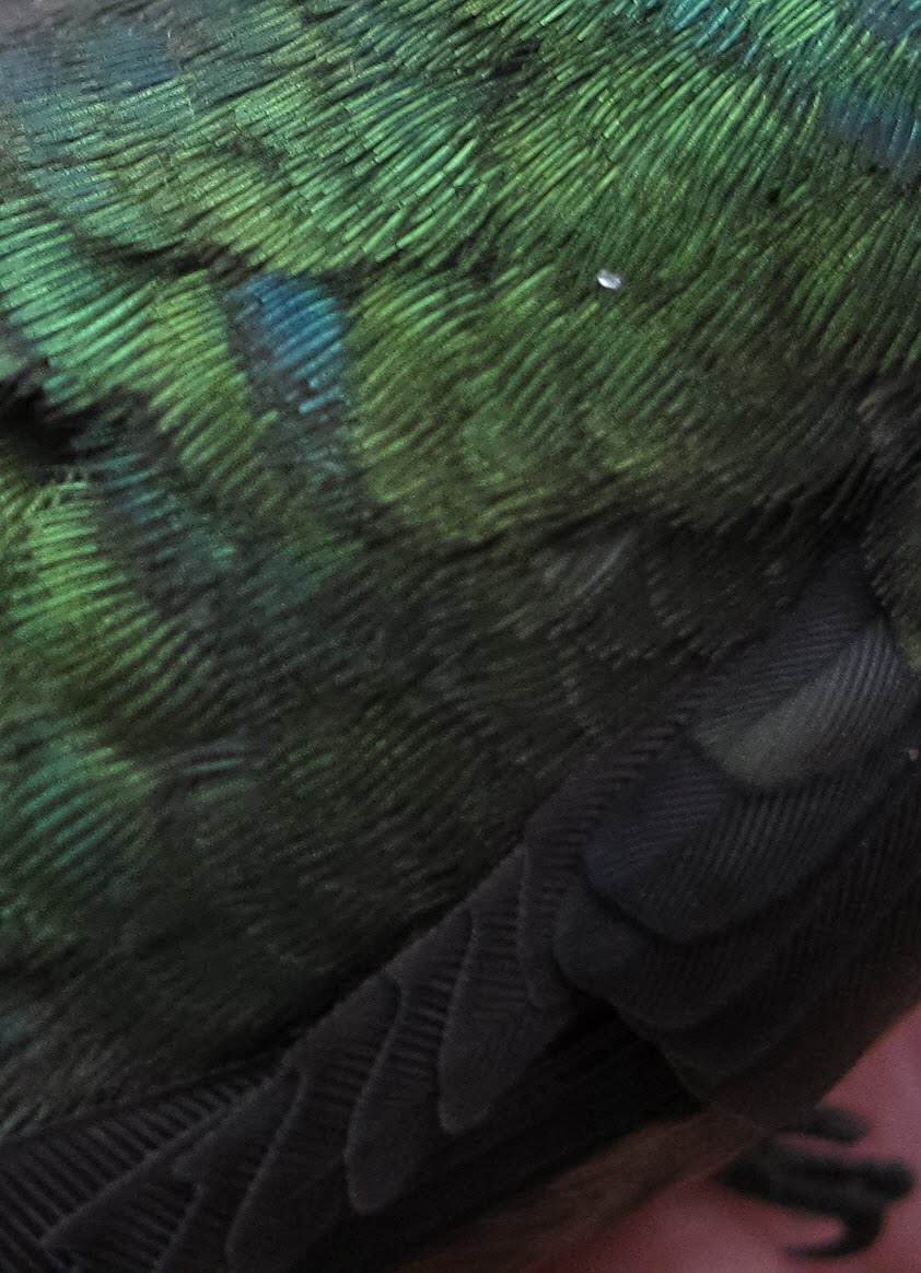 Far Side of Fifty Photos: Macro Monday: Hummingbird