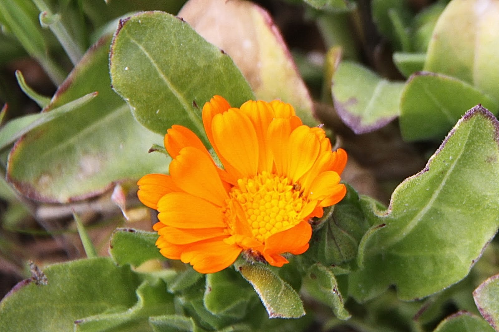 Jose Pavis: Turkish flowers / Fleurs turques