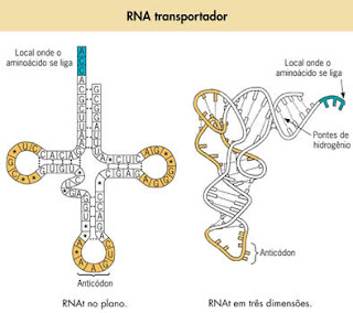 RNAm, RNAr e RNAt, os três tipos participam da síntese de proteínas. O ...