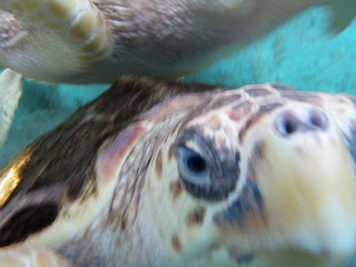 AJMORILLO: La tortuga cardón