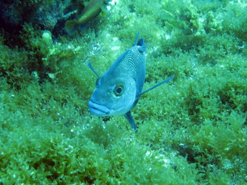 No Mar Profundo: Peixes Sargo de Beiço