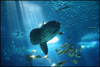 No Mar Profundo: Peixes Lua 02