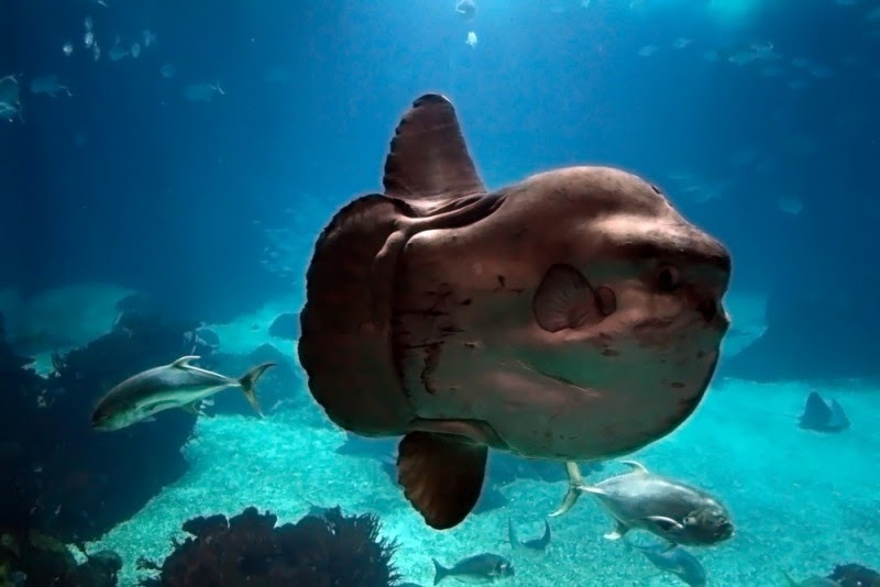 No Mar Profundo: Peixes Lua 01