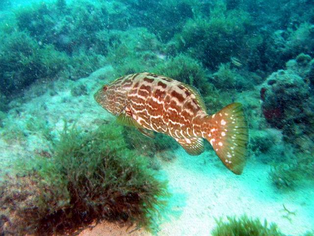 No Mar Profundo: Badejos 02